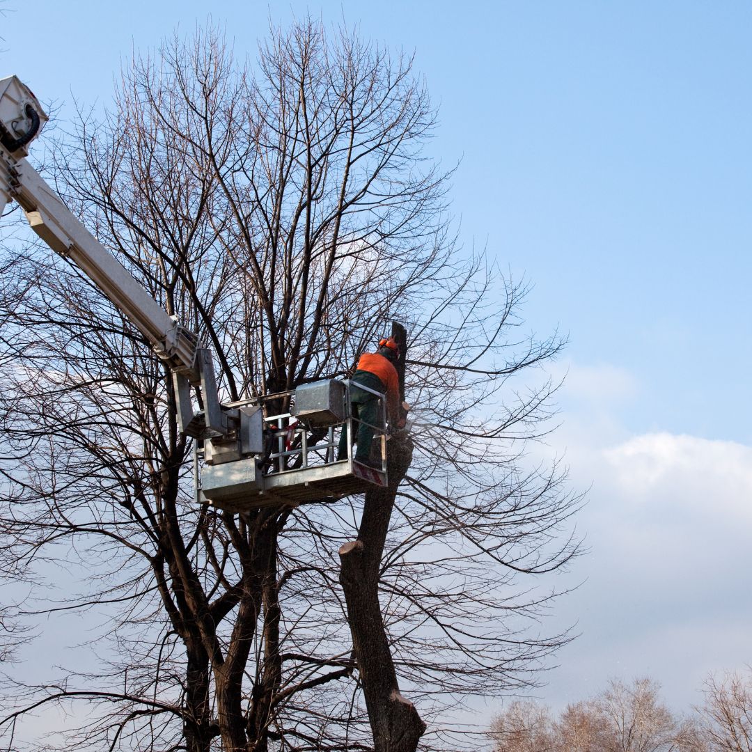Choose Selective Pruning Professionals — Mandi’s Tree Care