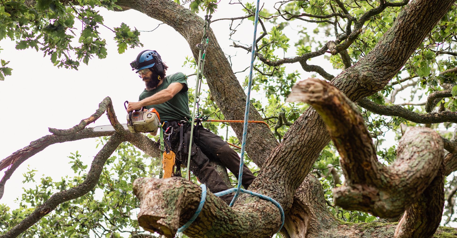 Tree Removal vs. Tree Preservation: Making the Right Choice - Mandi's ...
