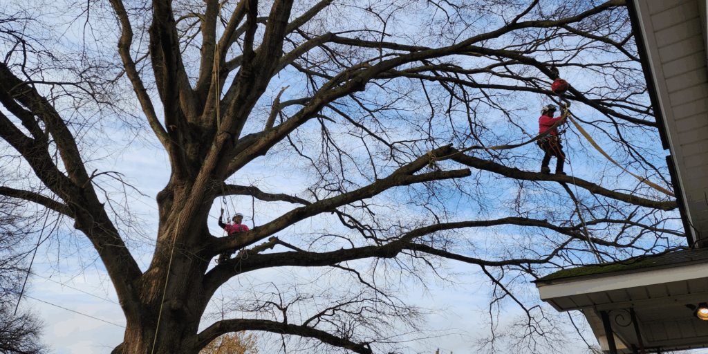 Expert Arborists for Effective Tree Preservation